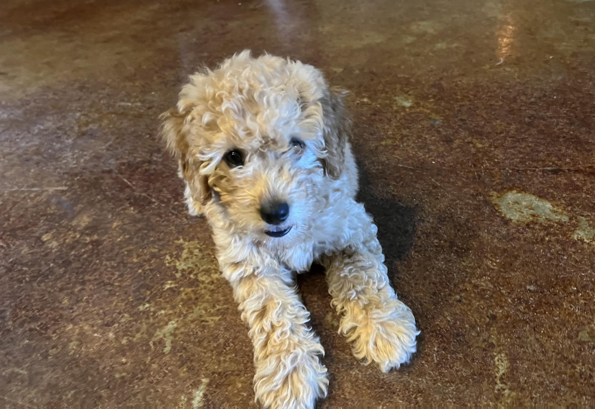 Puppy 101 | A Companion You Can Trust